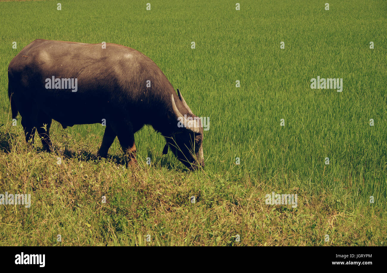 Buffalo standing in a field grasses, rice field background Stock Photo ...
