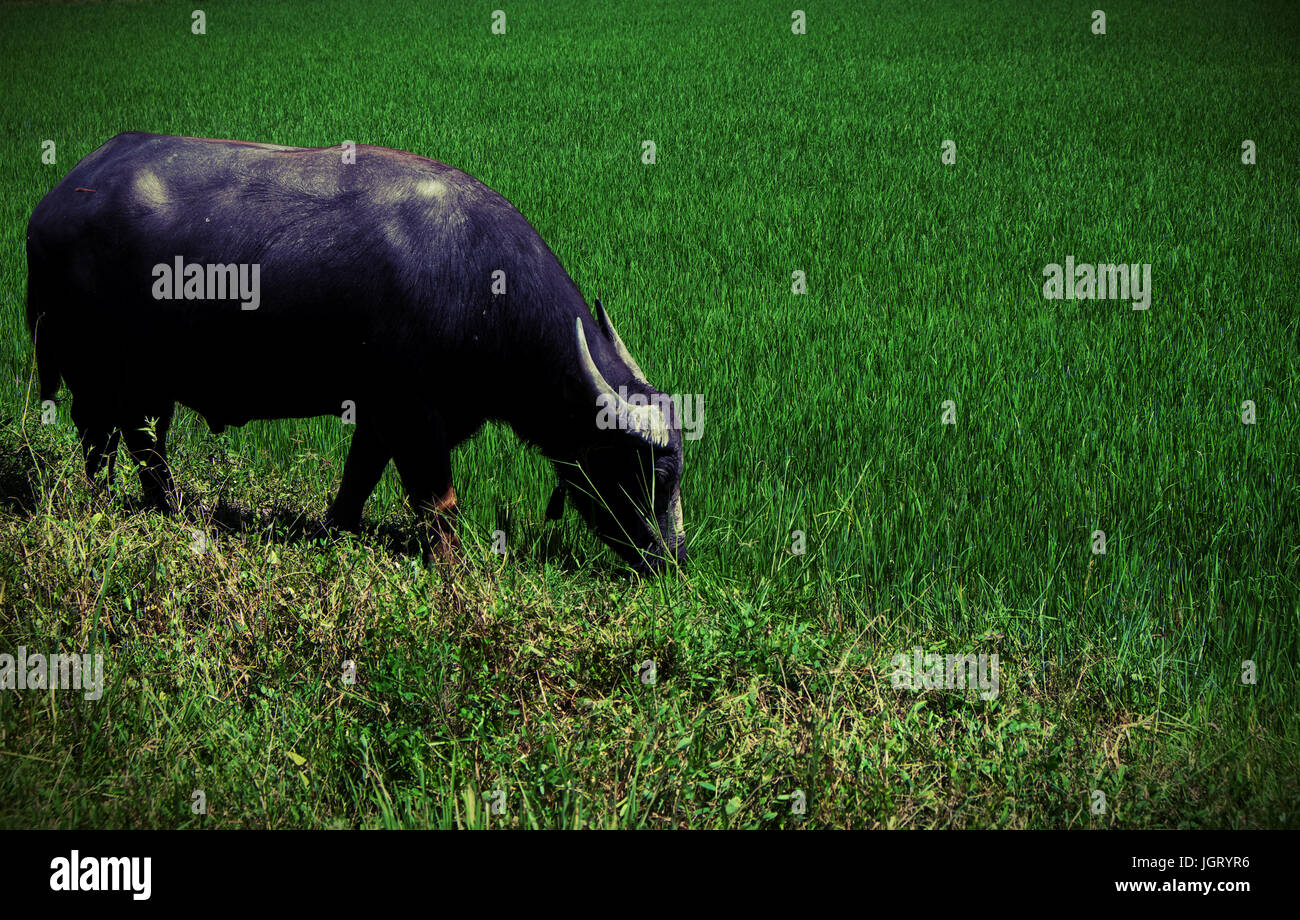 Buffalo standing in a field grasses, rice field background Stock Photo ...