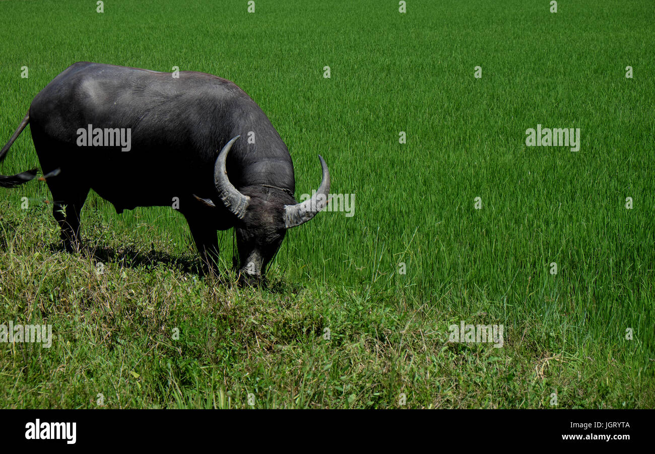 Buffalo standing in a field grasses, rice field background Stock Photo ...
