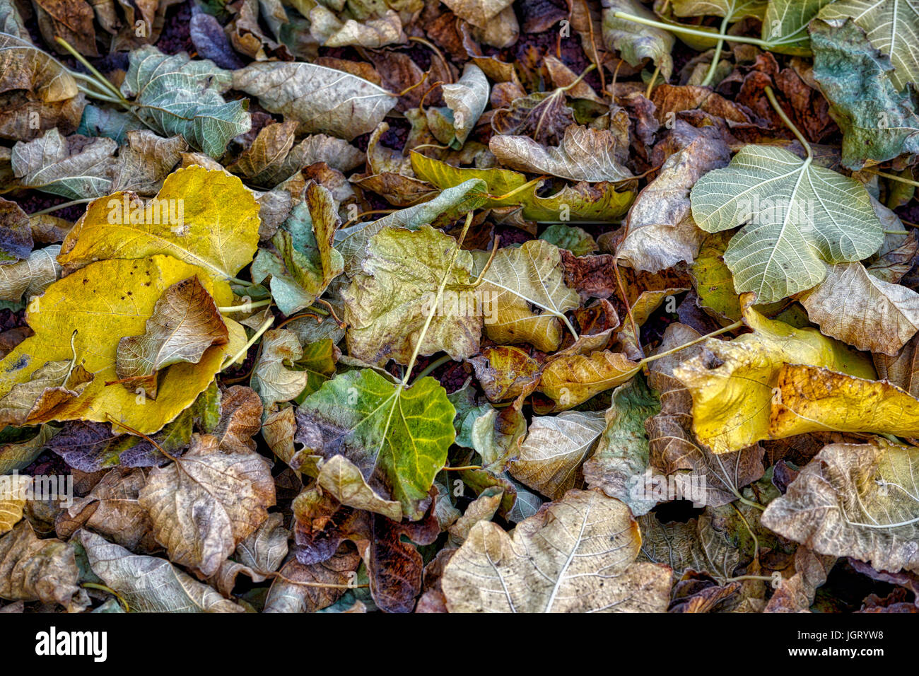 Jerusalem fig tree hi-res stock photography and images - Alamy
