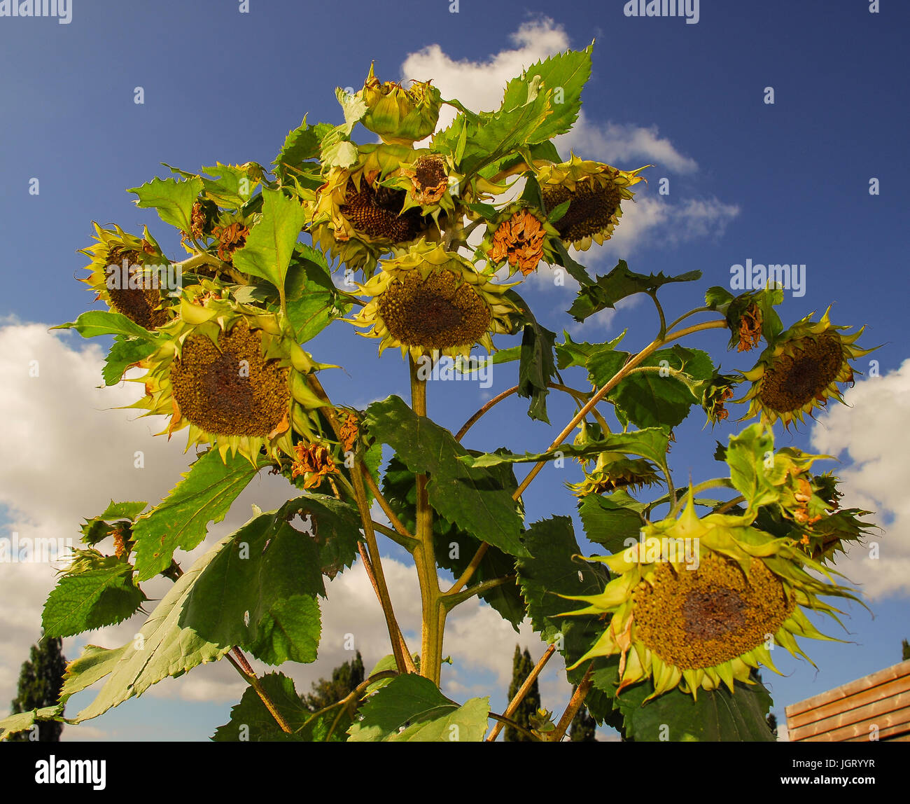 Sunflower flowers viewed from below Stock Photo - Alamy