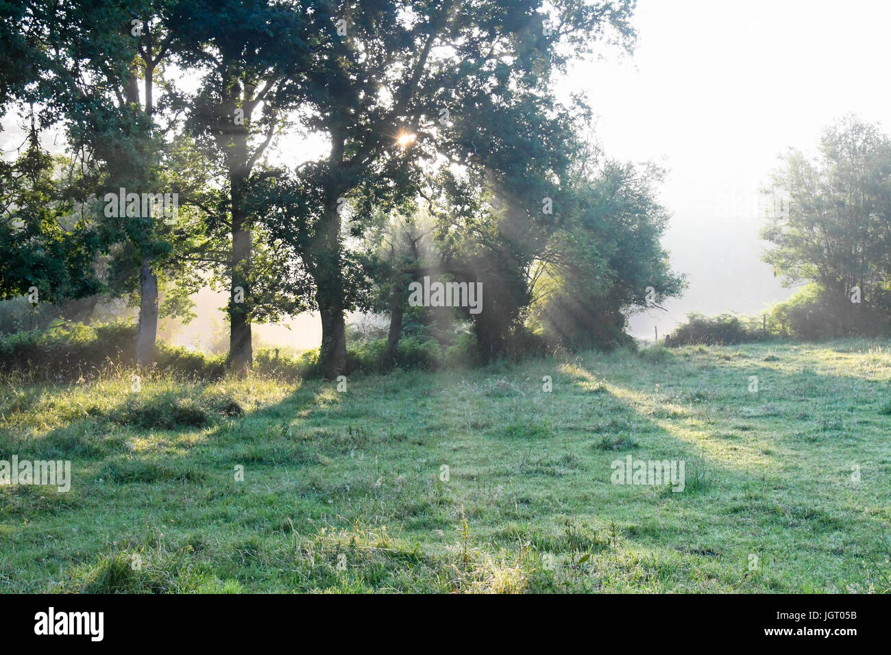 Sunrise with rays of sun among the oaks Stock Photo - Alamy