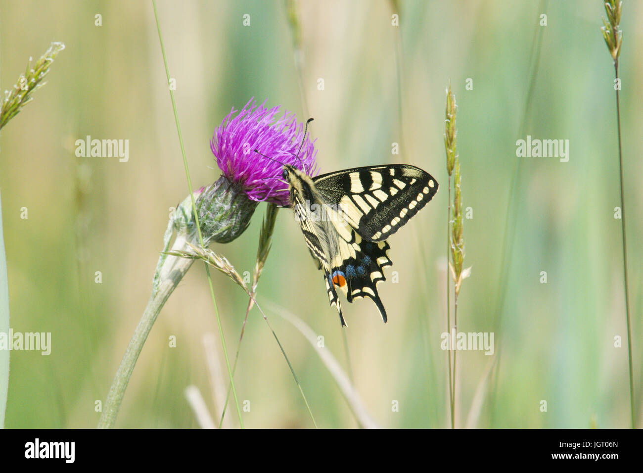 Swallowtail butterfly norfolk hi-res stock photography and images - Alamy