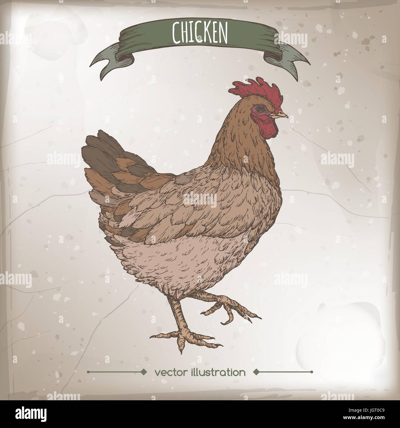 Vintage color label with live domestic chicken sketch Stock Vector ...