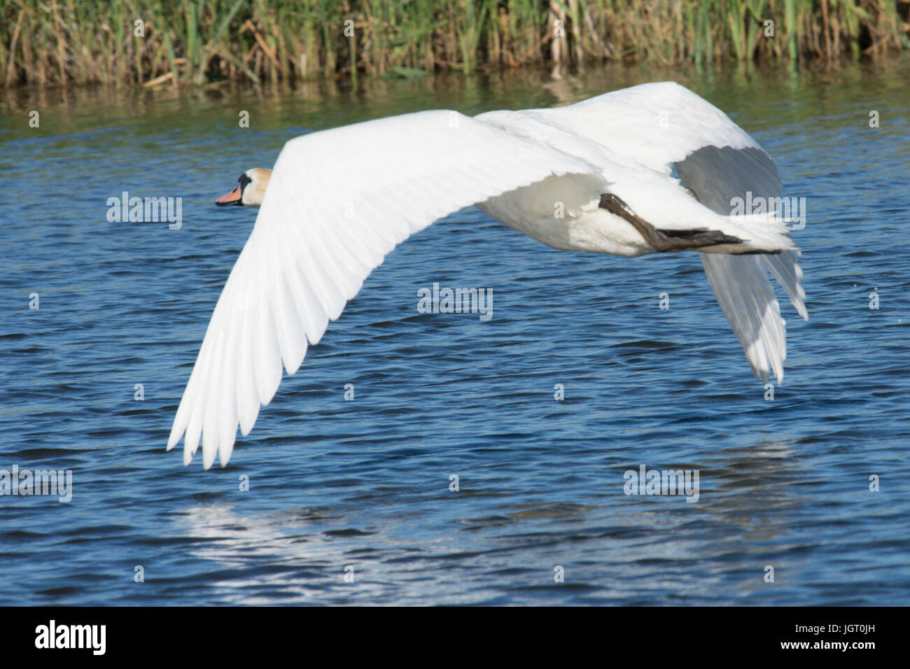 Birds flying low over water hi-res stock photography and images - Alamy