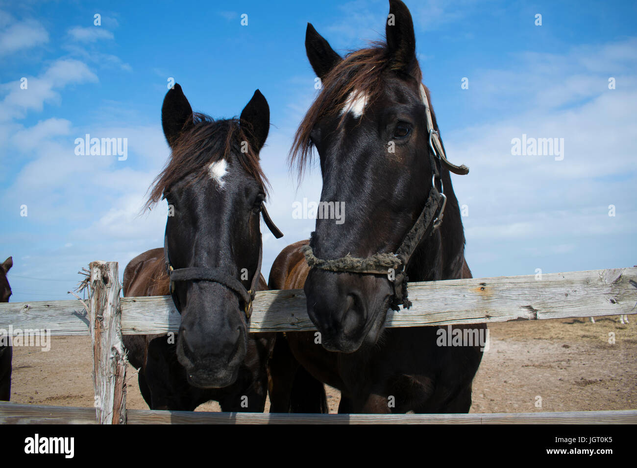 Horse head over fence hi-res stock photography and images - Alamy