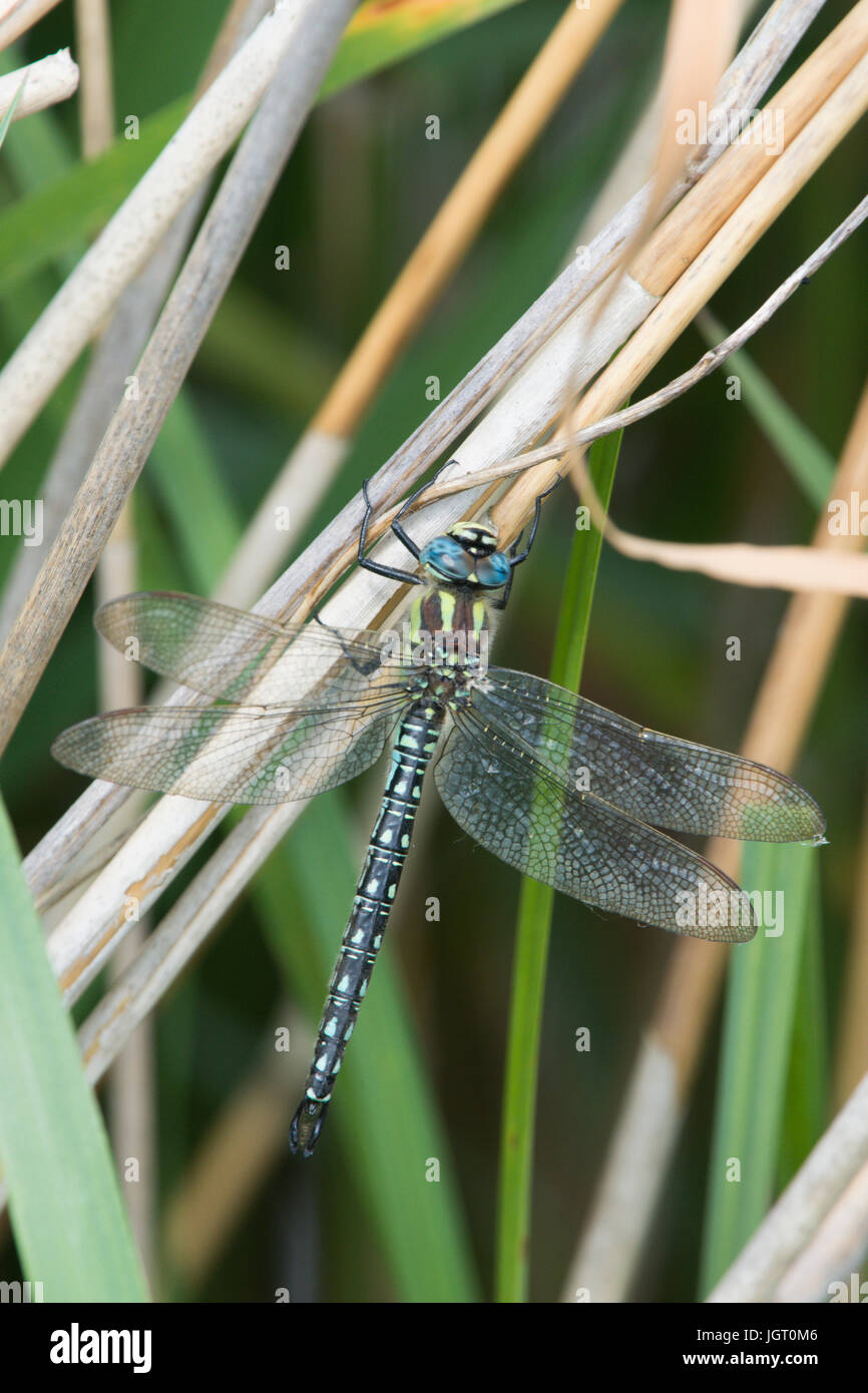 Hairy dragonfly, Brachytron pratense, Male, Norfolk Broads, UK. June ...