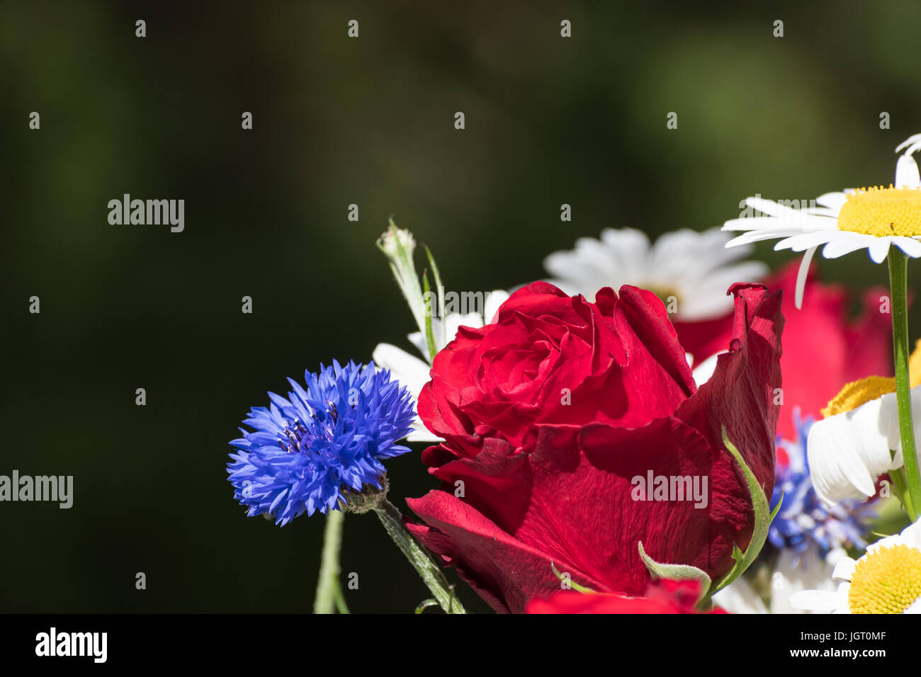 Cornflowers love your garden hi-res stock photography and images - Alamy