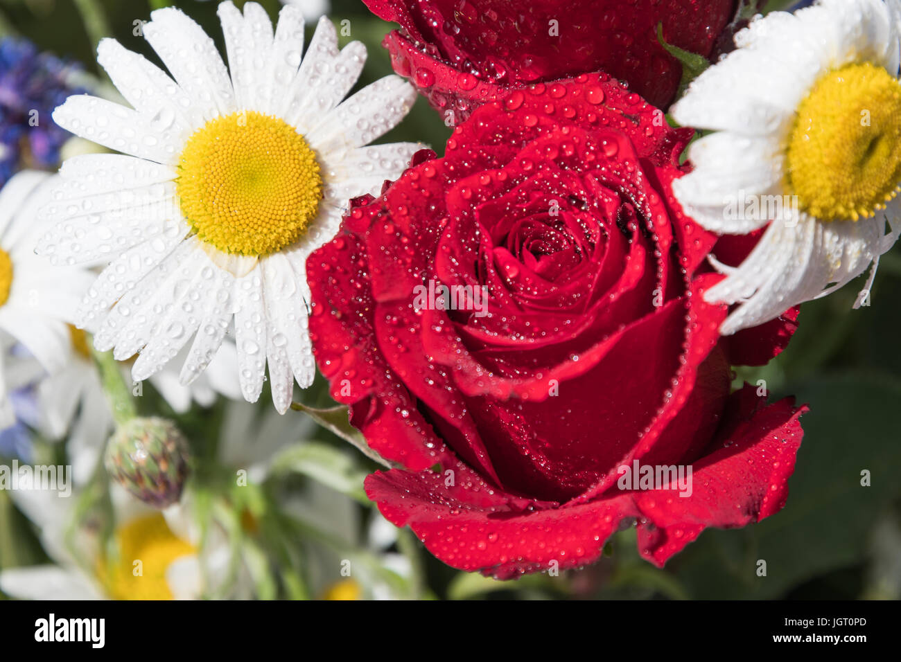 Summer flowers red rose and daises with dew drops in a flower bouquet ...