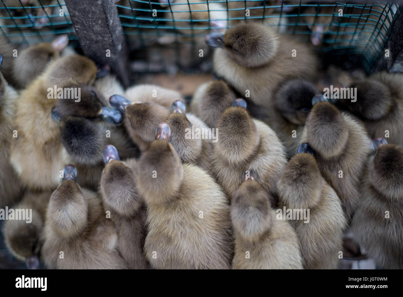 Ducklings for Sale in Bali, Indonesia Stock Photo - Alamy