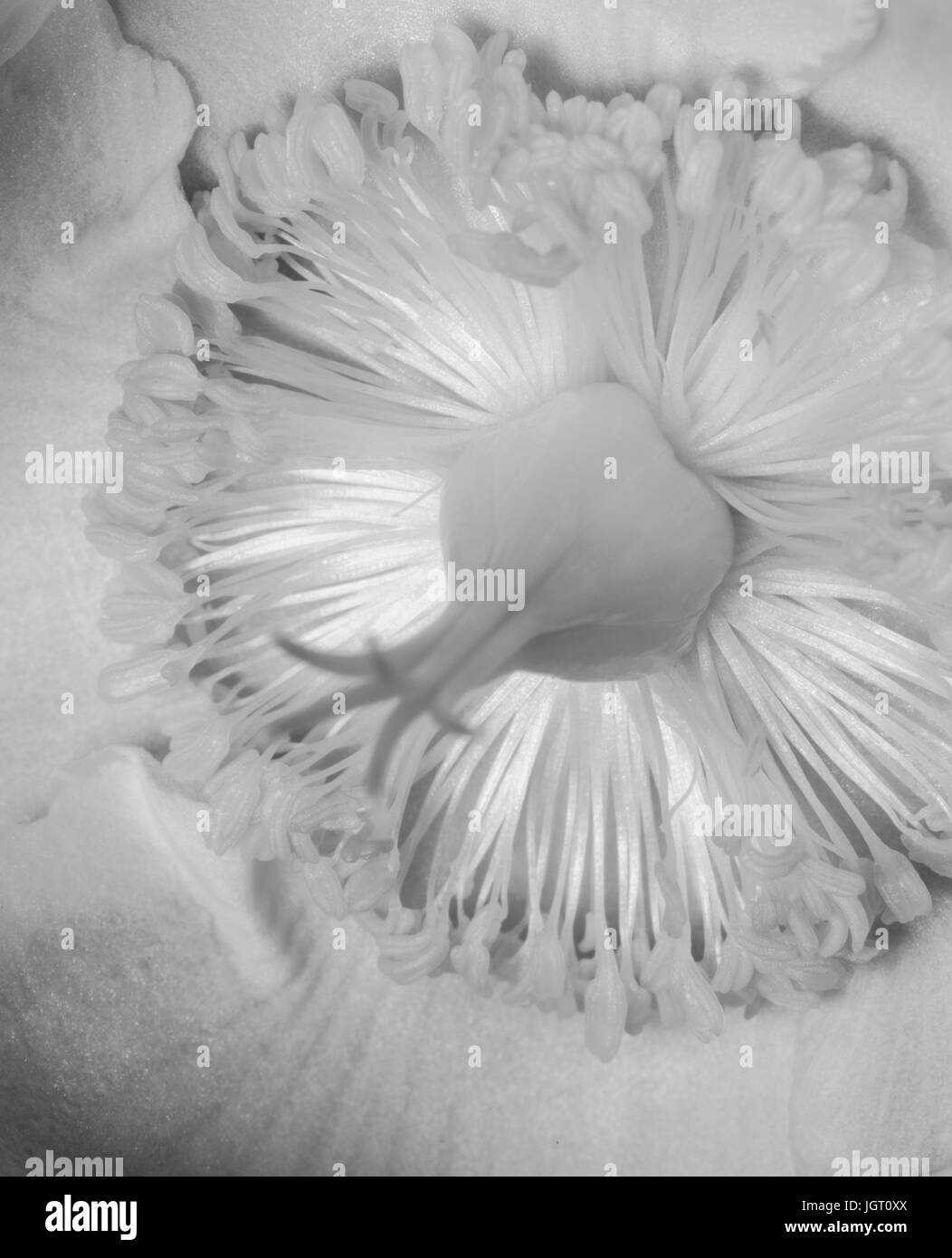 Sharon rose Black and White Stock Photos & Images - Alamy