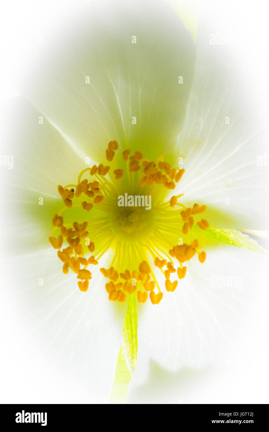 Of a wild rose hi-res stock photography and images - Alamy