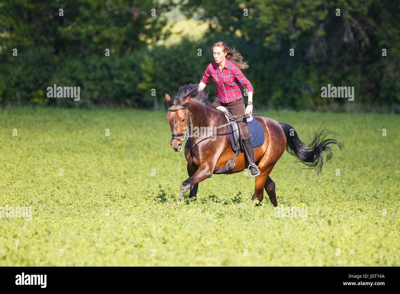 Young rider woman on galloping horse without holding bridle. Free ...