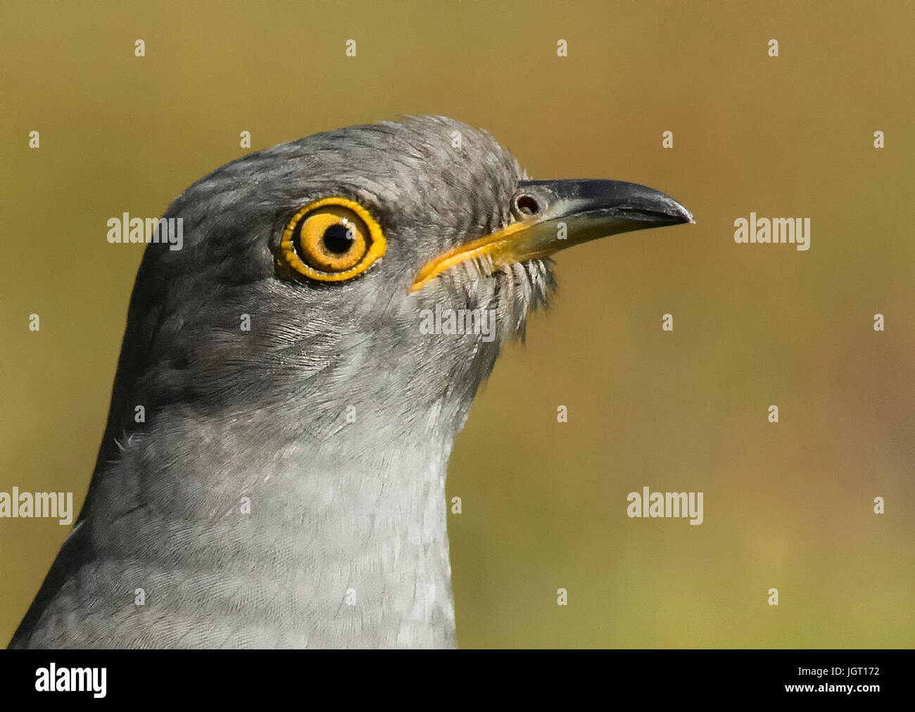 Portrait common cuckoo cuculus canorus hi-res stock photography and ...