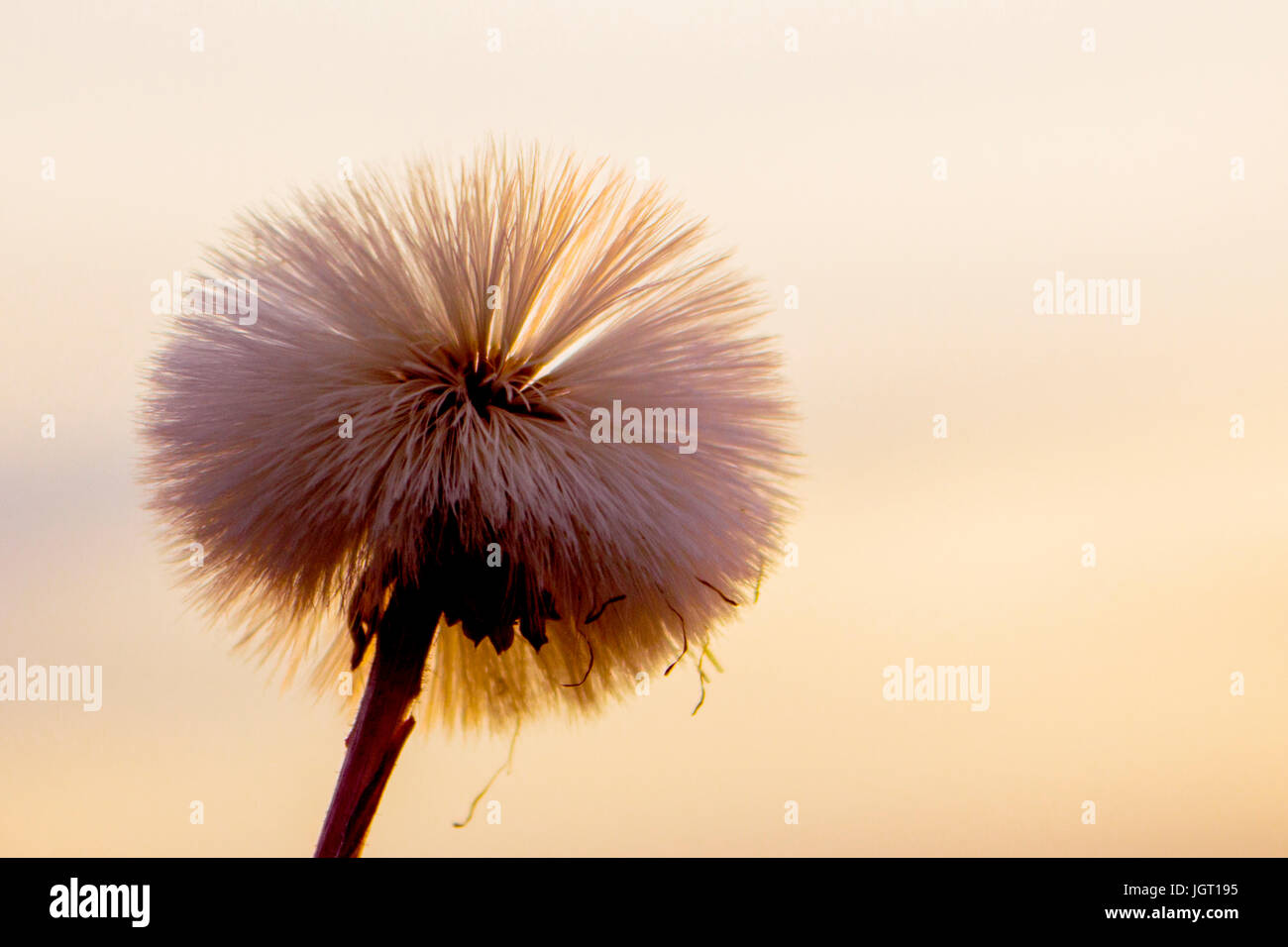 the Simon Cook collection Stock Photo - Alamy