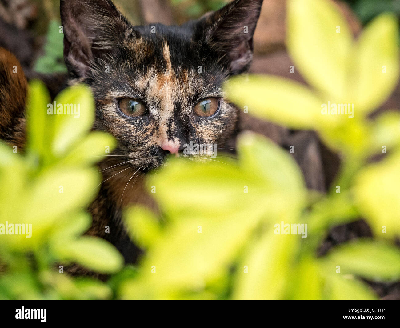 Kitten hiding in a bush Stock Photo - Alamy