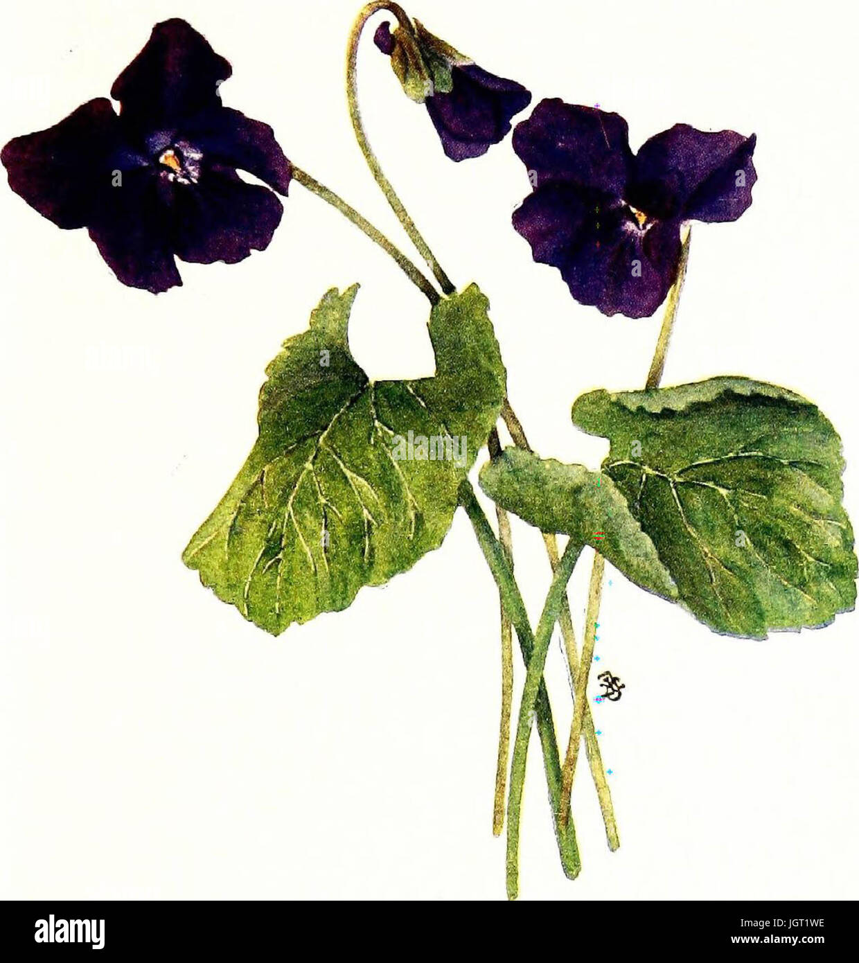 "The violet book" (1913 Stock Photo - Alamy