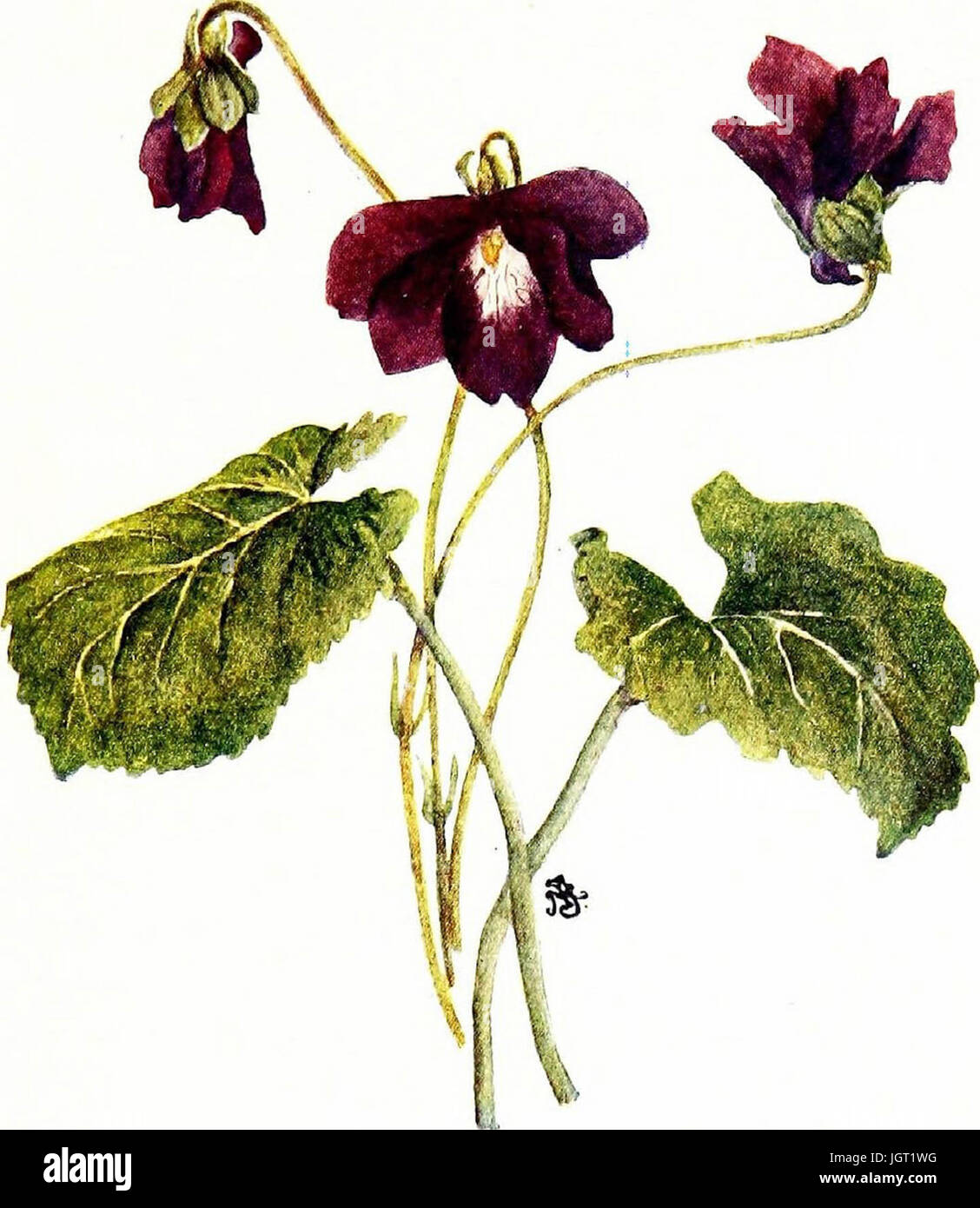 "The violet book" (1913 Stock Photo - Alamy