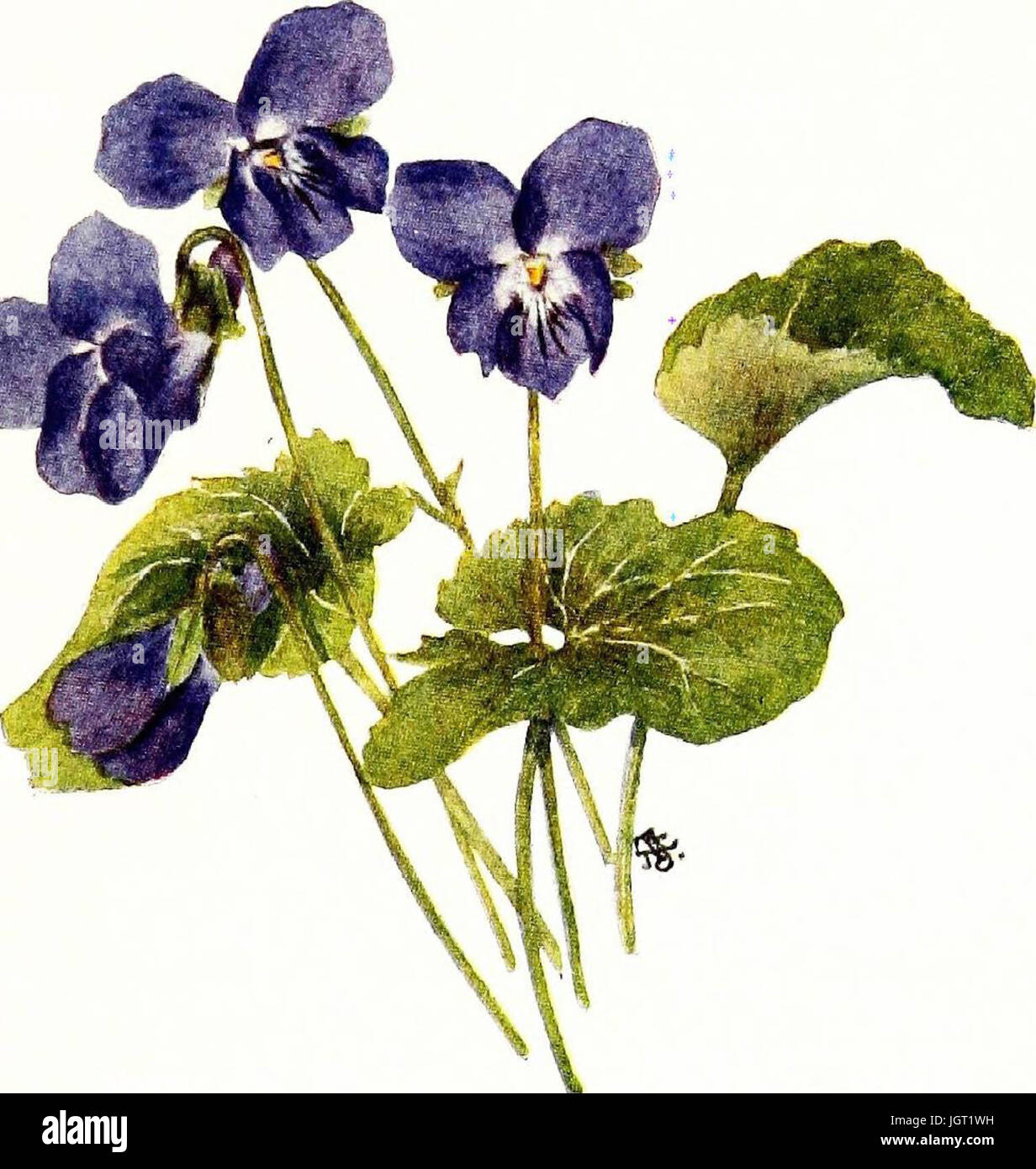 "The violet book" (1913 Stock Photo - Alamy