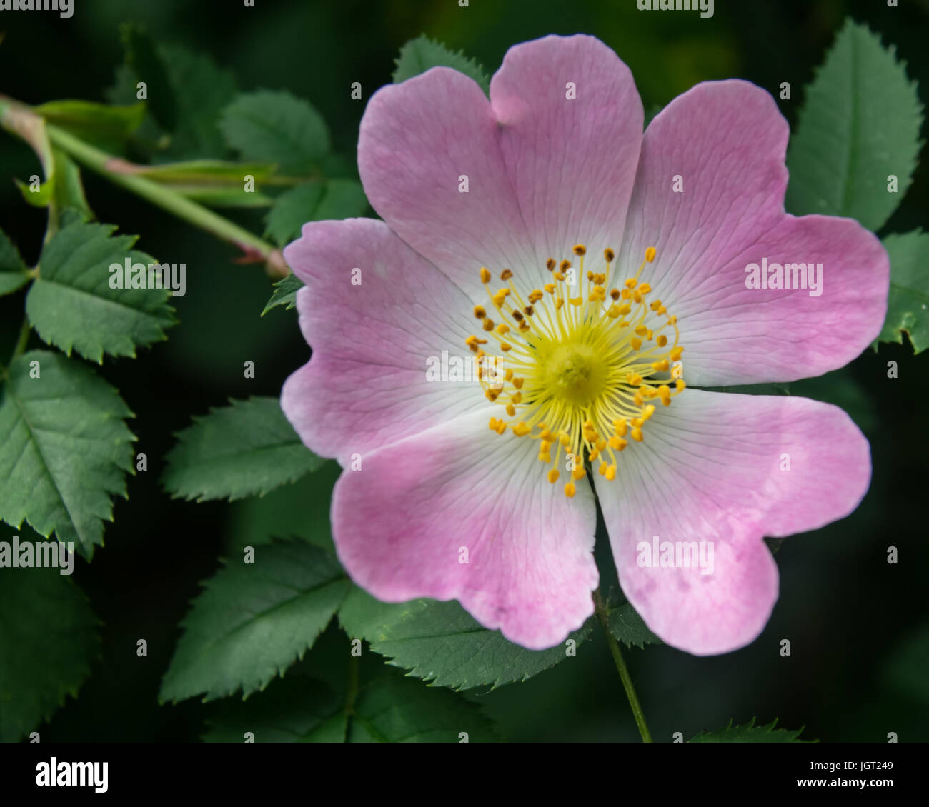 Rose Sepal Stock Photos & Rose Sepal Stock Images - Alamy