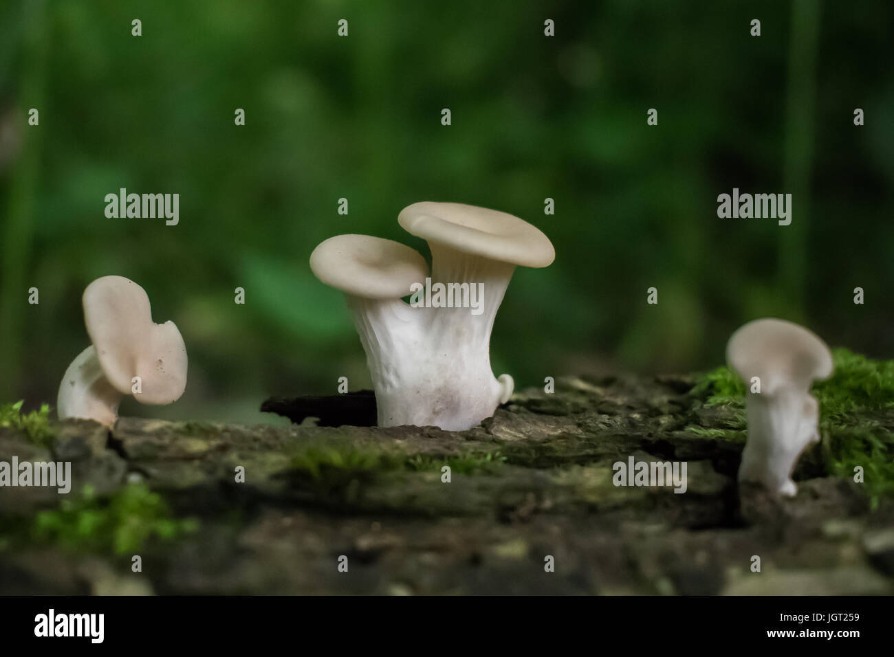 Edible fungi hi-res stock photography and images - Alamy