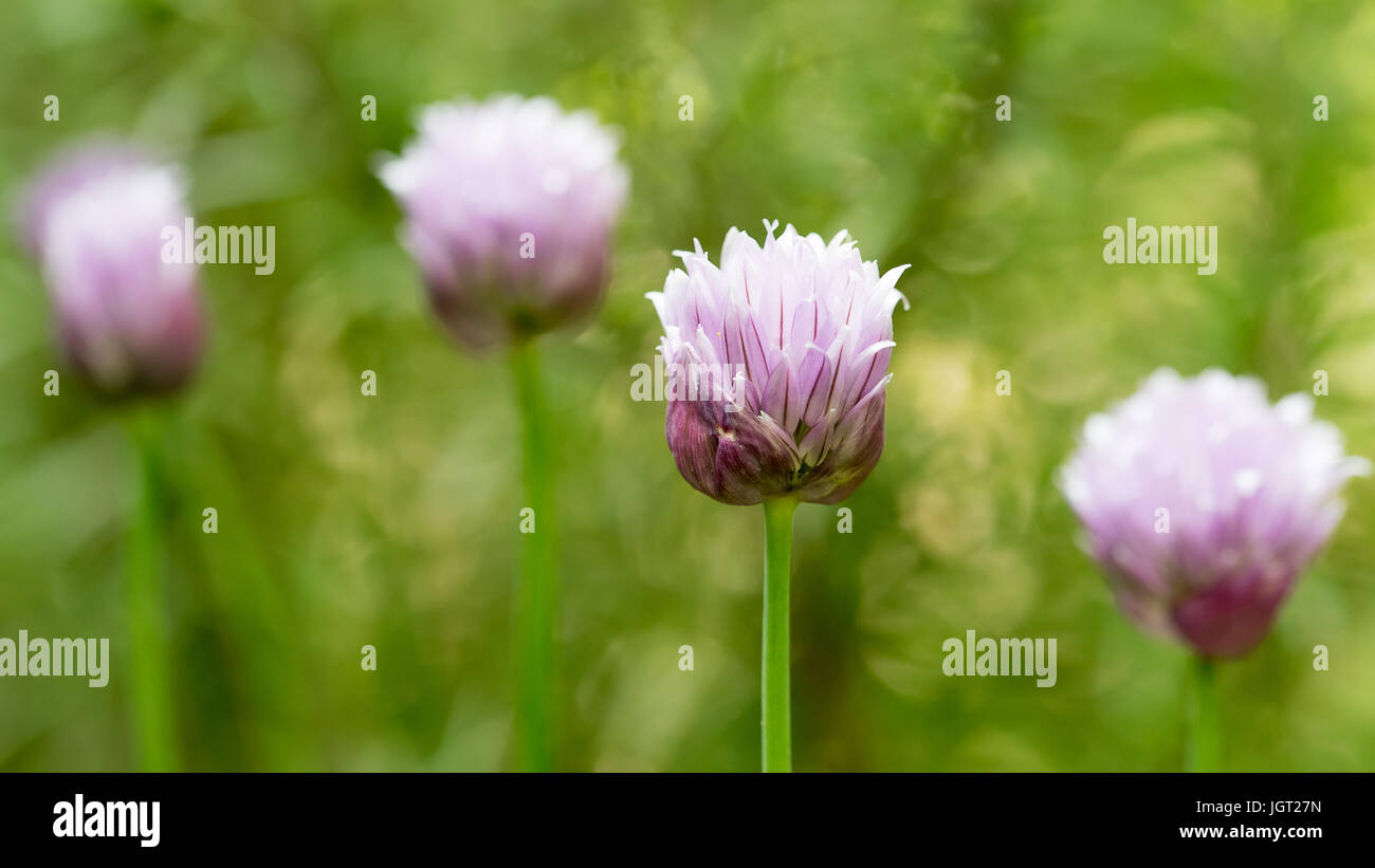 Chive field hi-res stock photography and images - Alamy