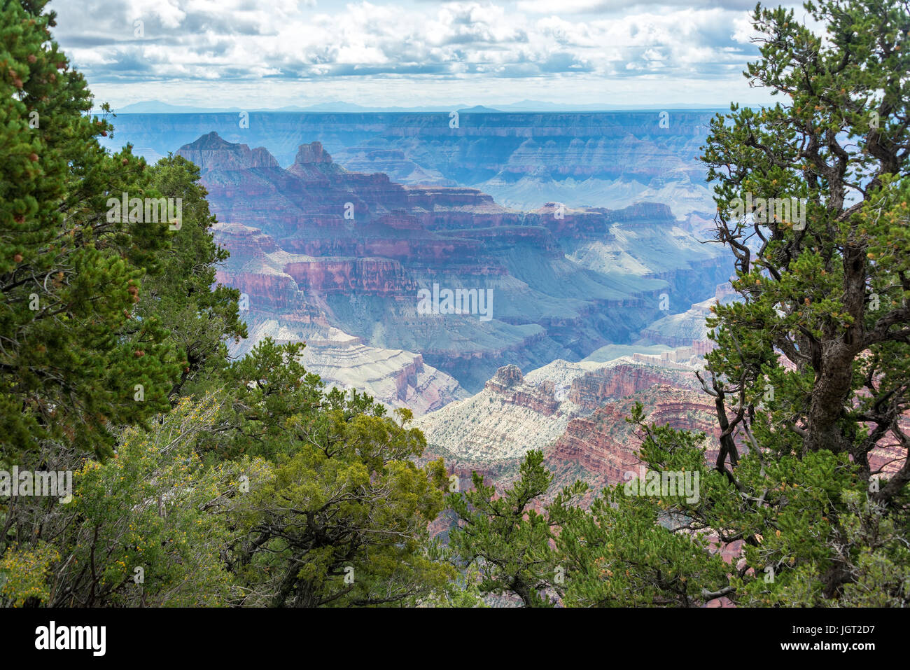 North Rim of the Grand Canyon framed by pine trees Stock Photo - Alamy