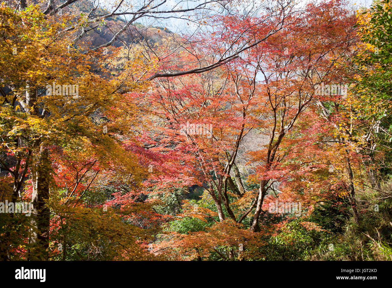 Maples japan hi-res stock photography and images - Alamy