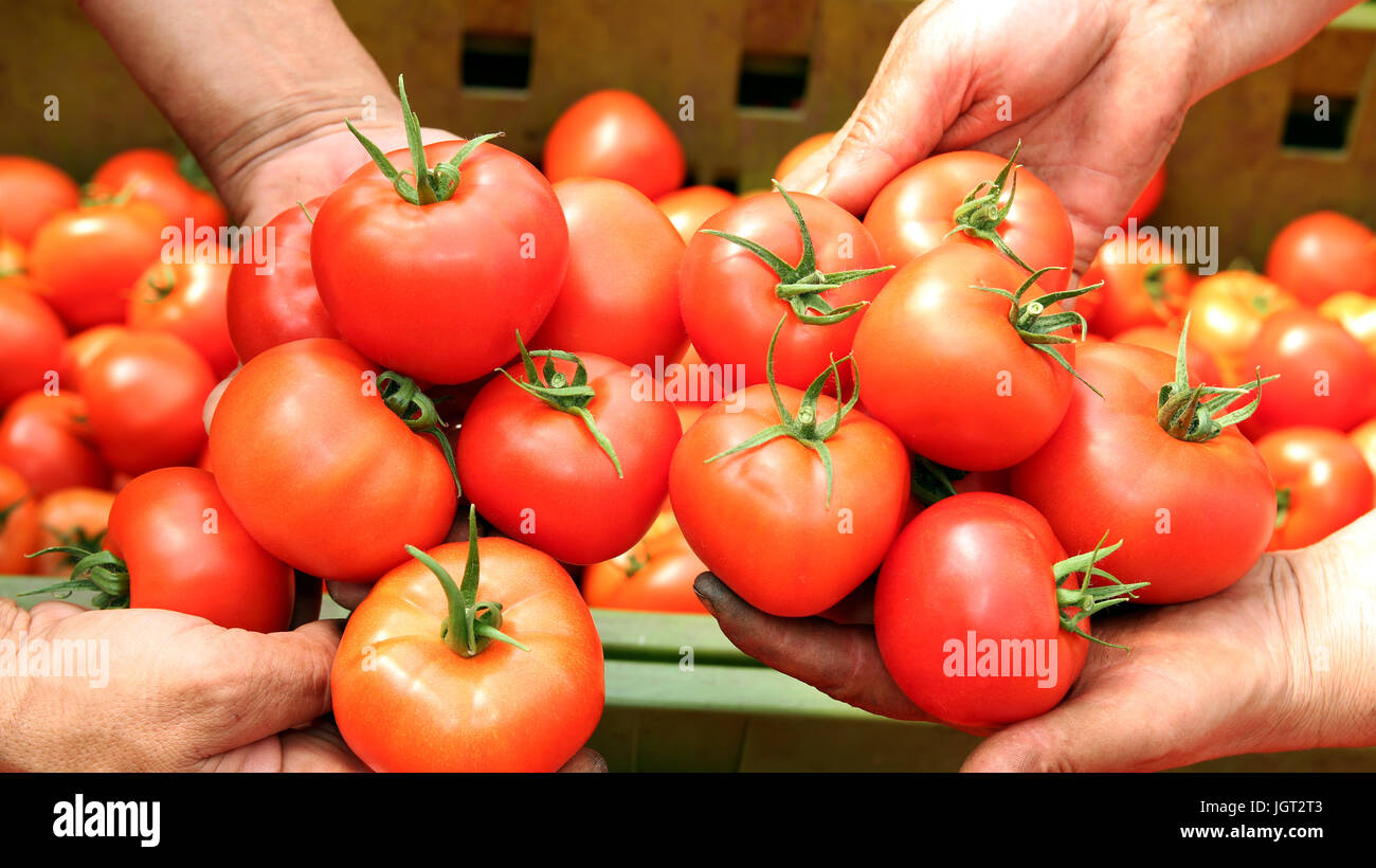 Human hands holding fresh ripe tomatoes Stock Photo - Alamy