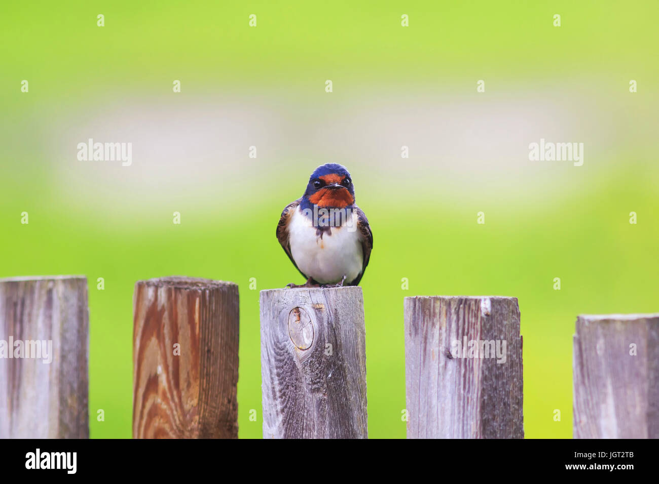 Tree swallow fledgling hi-res stock photography and images - Alamy
