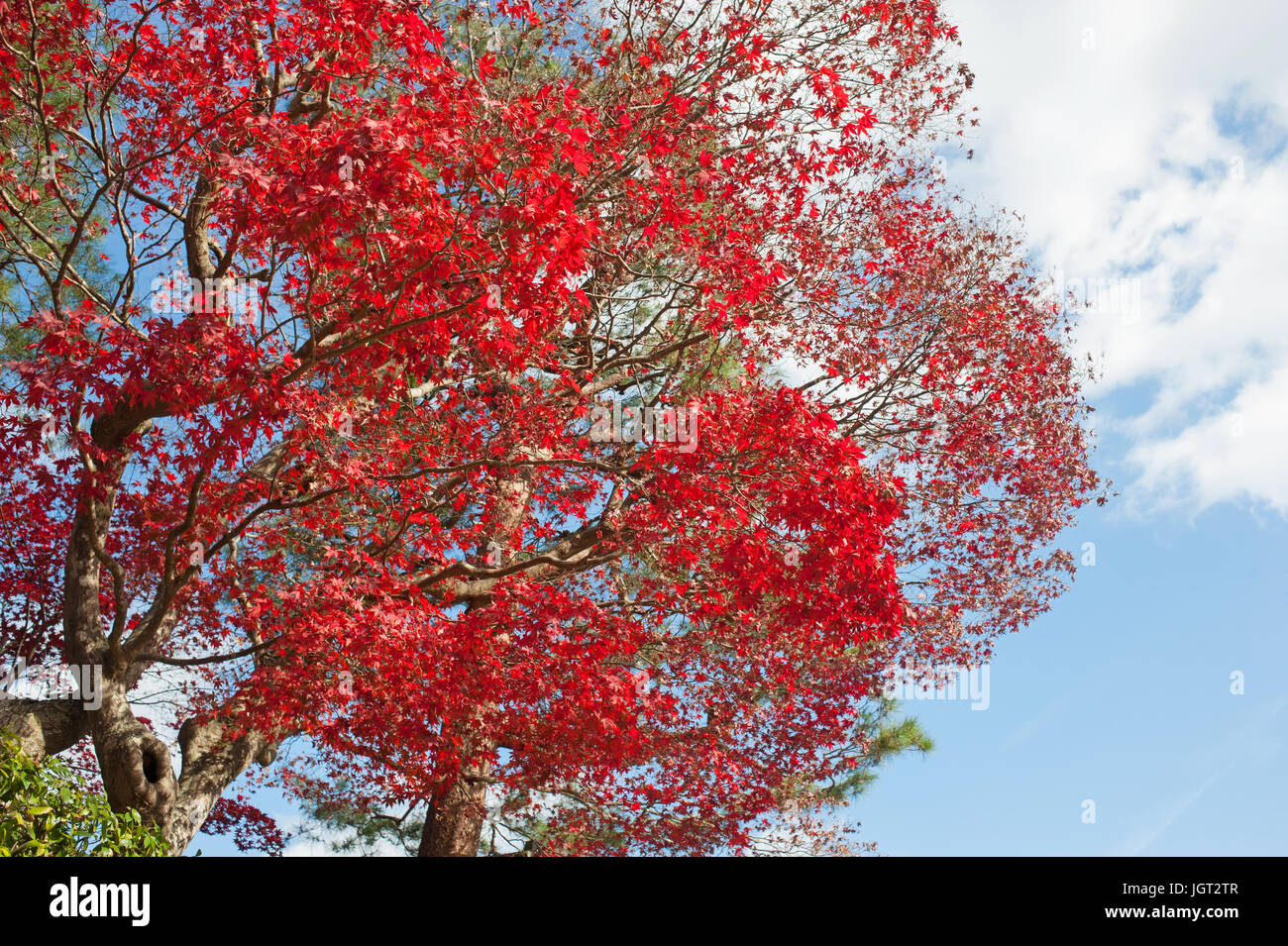 Red maples trees in Kyoto Japan Stock Photo - Alamy