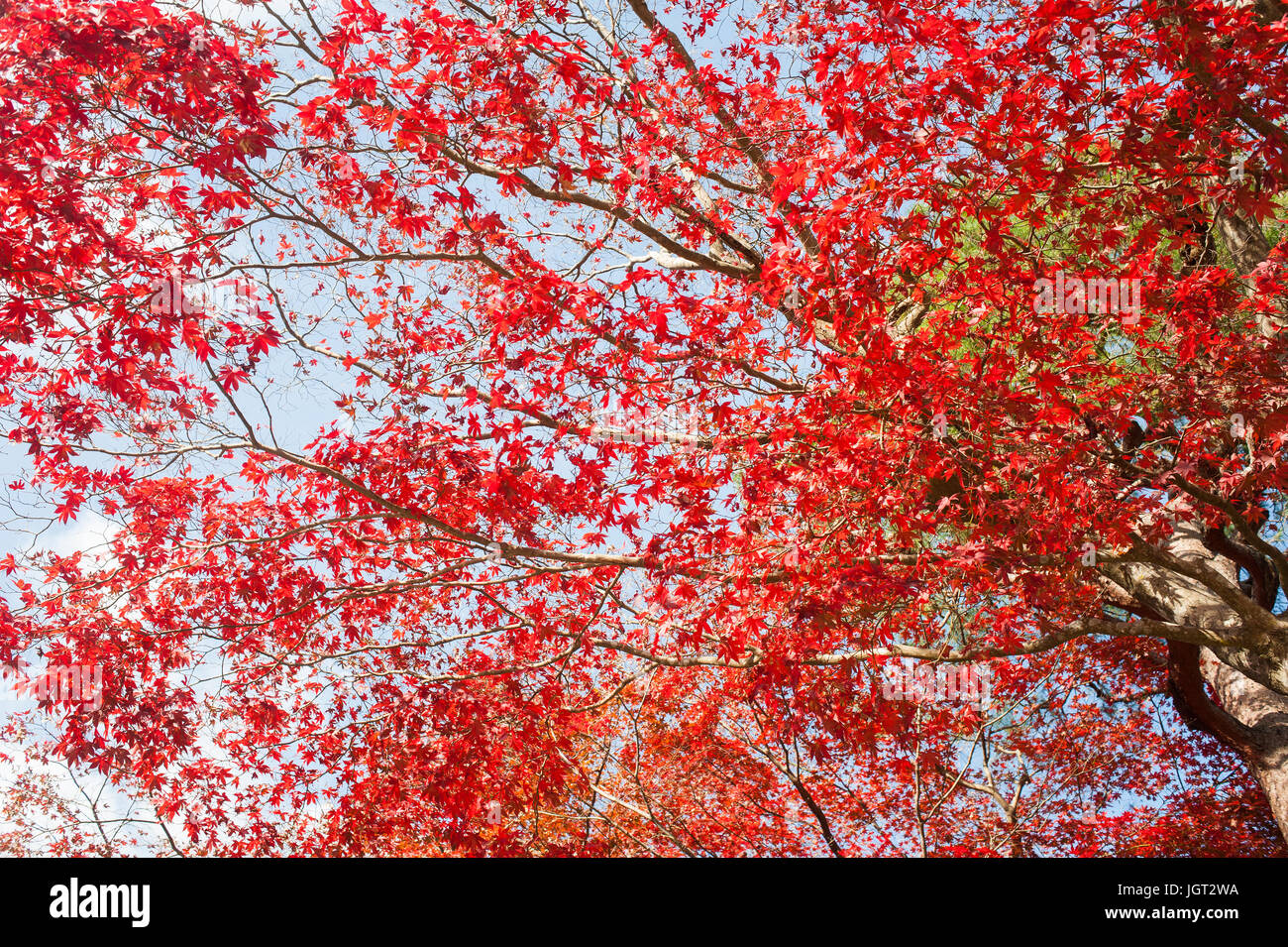 Red maples trees in Kyoto Japan Stock Photo - Alamy