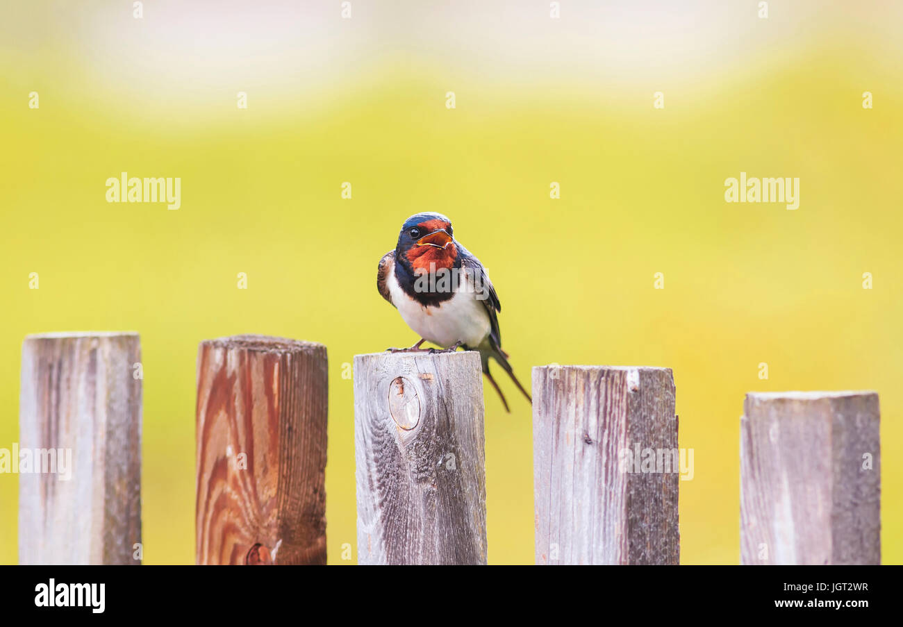 the little bird the barn swallow is sitting on an old wooden fence on a ...