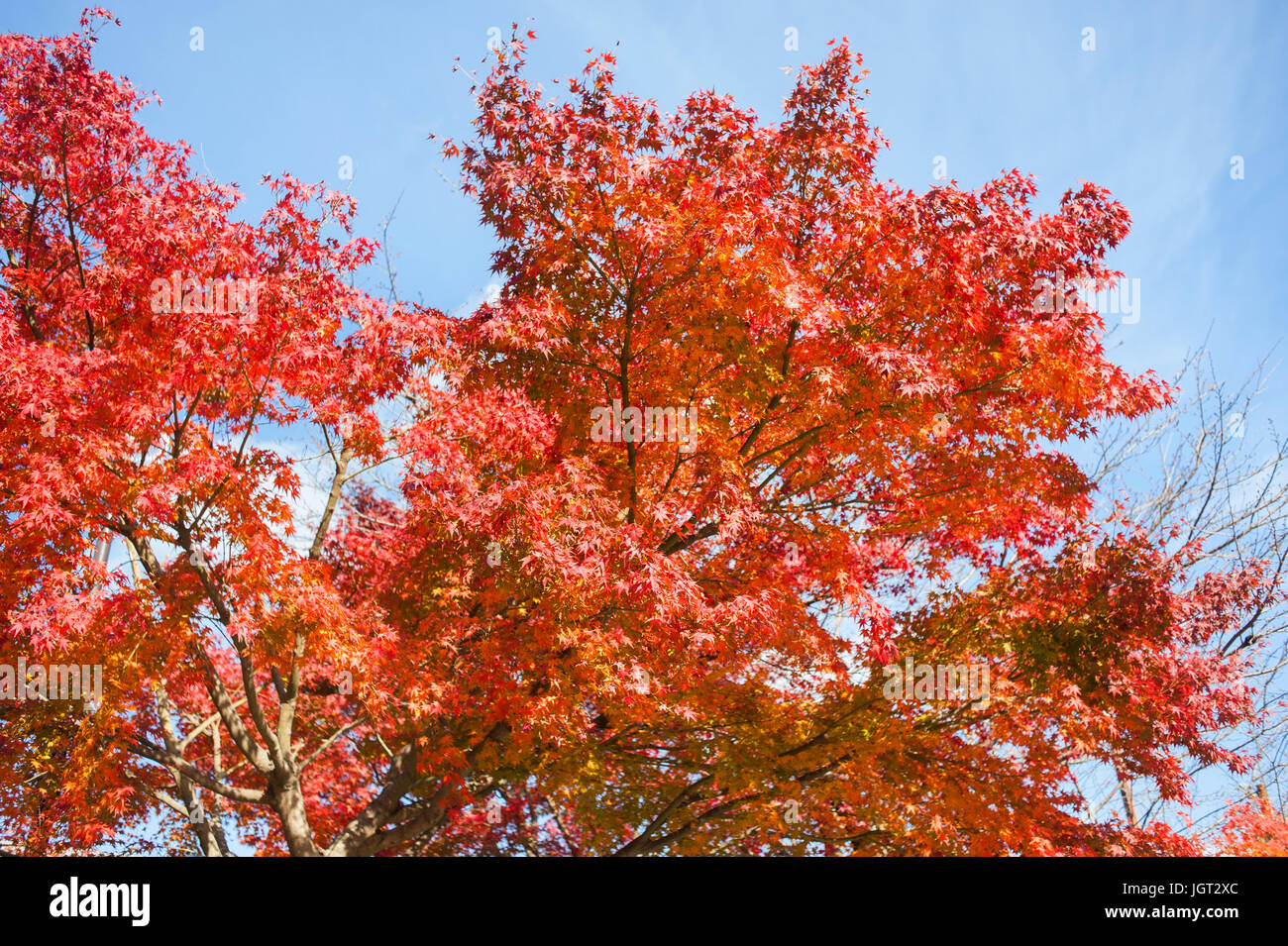 Maples japan hi-res stock photography and images - Alamy