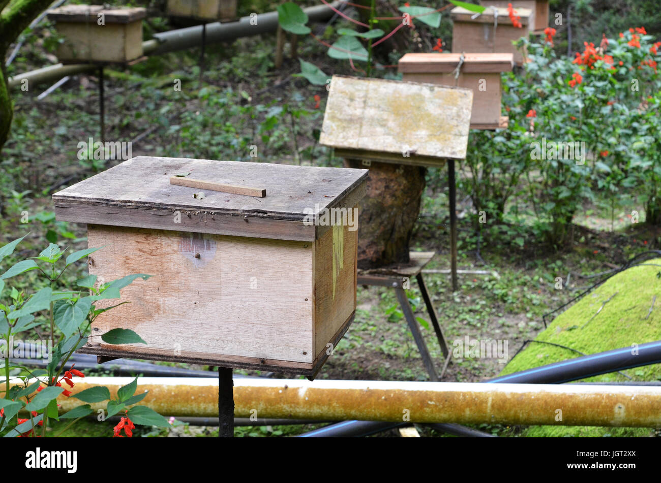 Bee farms located in Cameron Highlands Malaysia Stock Photo - Alamy