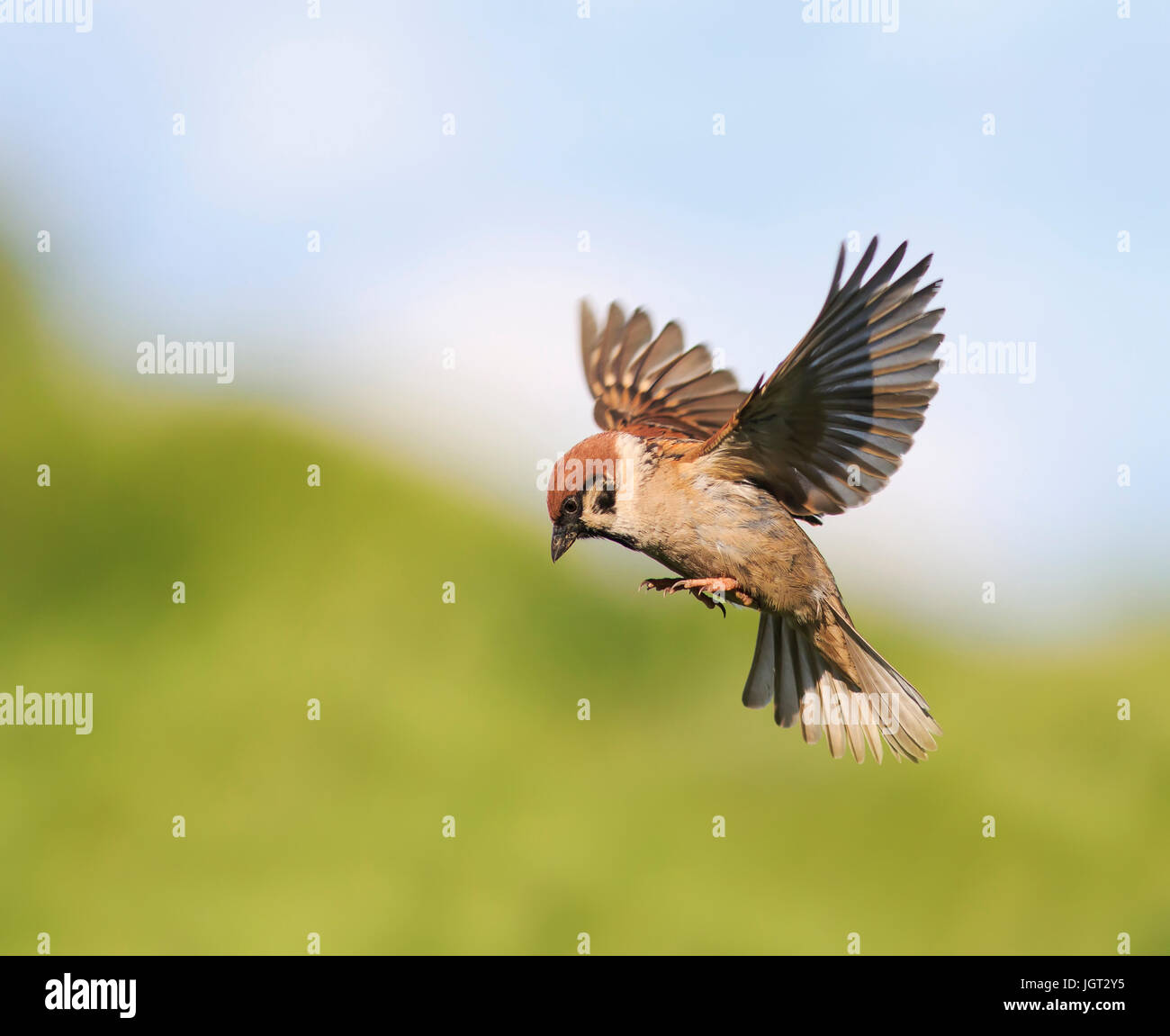 little bird Sparrow flits in the summer spread their wings Stock Photo ...
