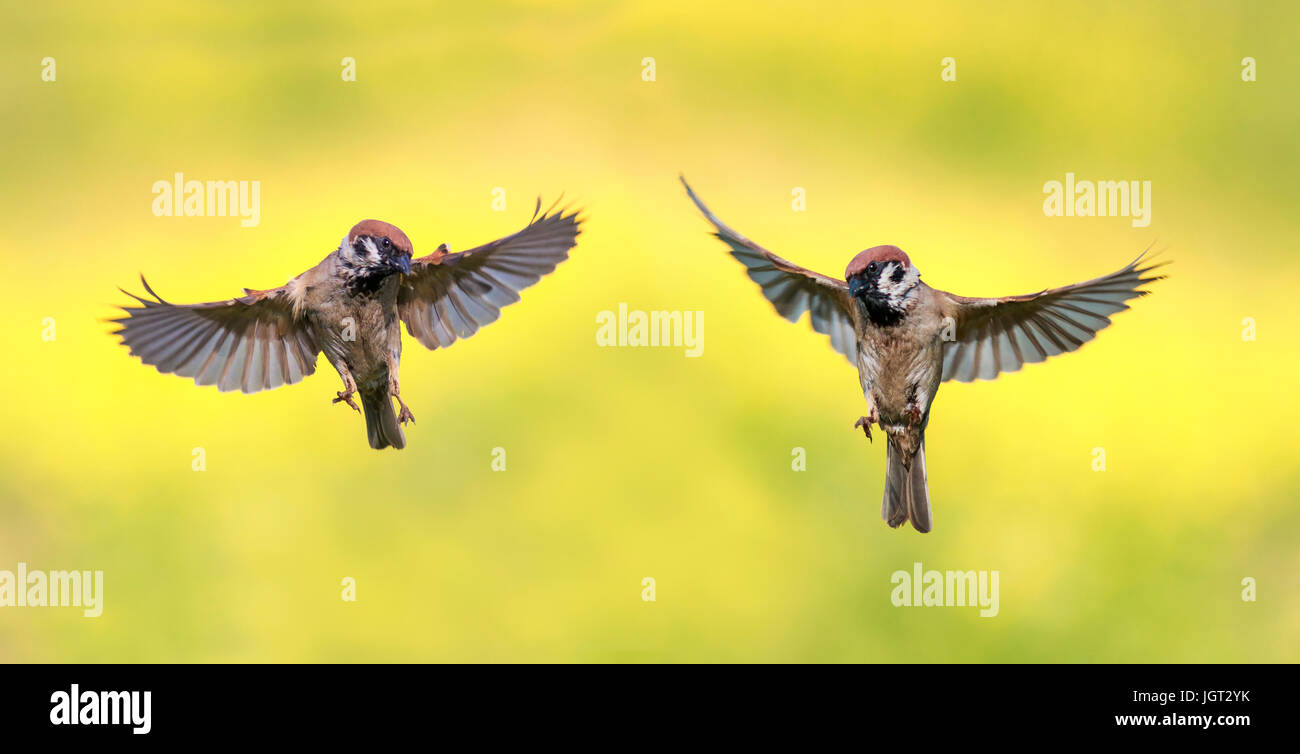 the little brown bird, a Sparrow flies with wings Stock Photo - Alamy