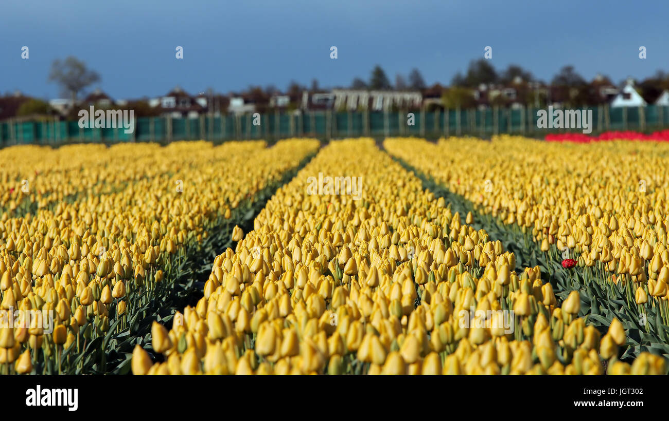Beautiful outdoor scenery in Netherlands.Dutch bulb field of colorful ...
