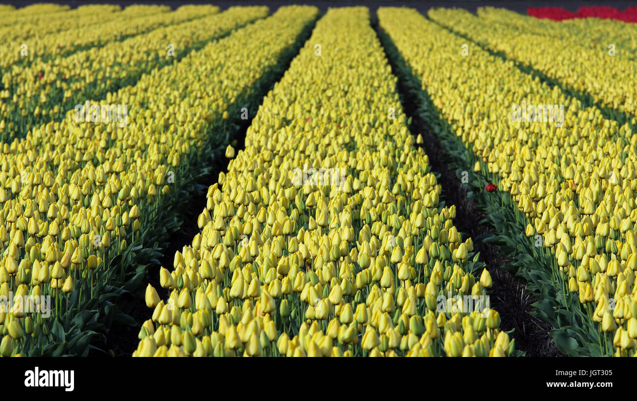 Beautiful outdoor scenery in Netherlands. Dutch bulb field of colorful ...