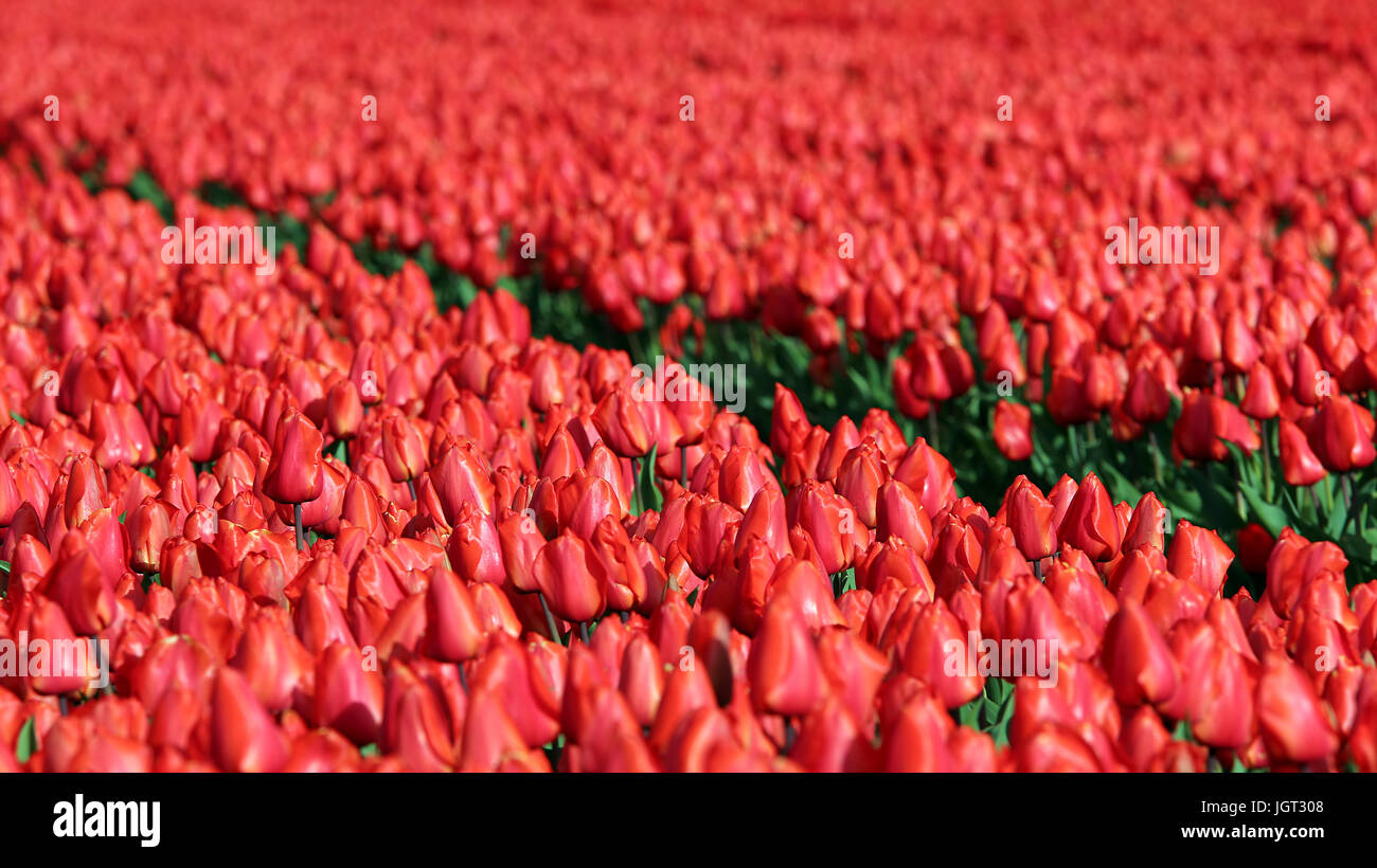 Red tulip field in Holland. Dutch bulb field of colorful tulips. Rows ...