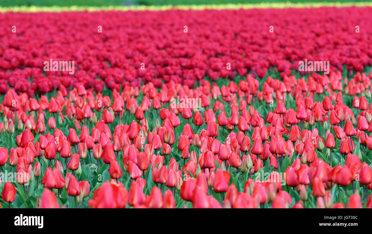 Beautiful outdoor scenery in Netherlands. Dutch bulb field of colorful ...