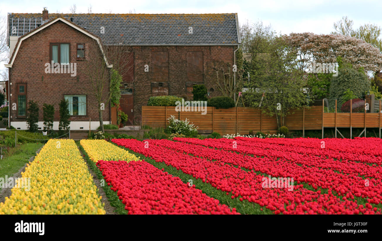 Yellow tulip field hi-res stock photography and images - Alamy