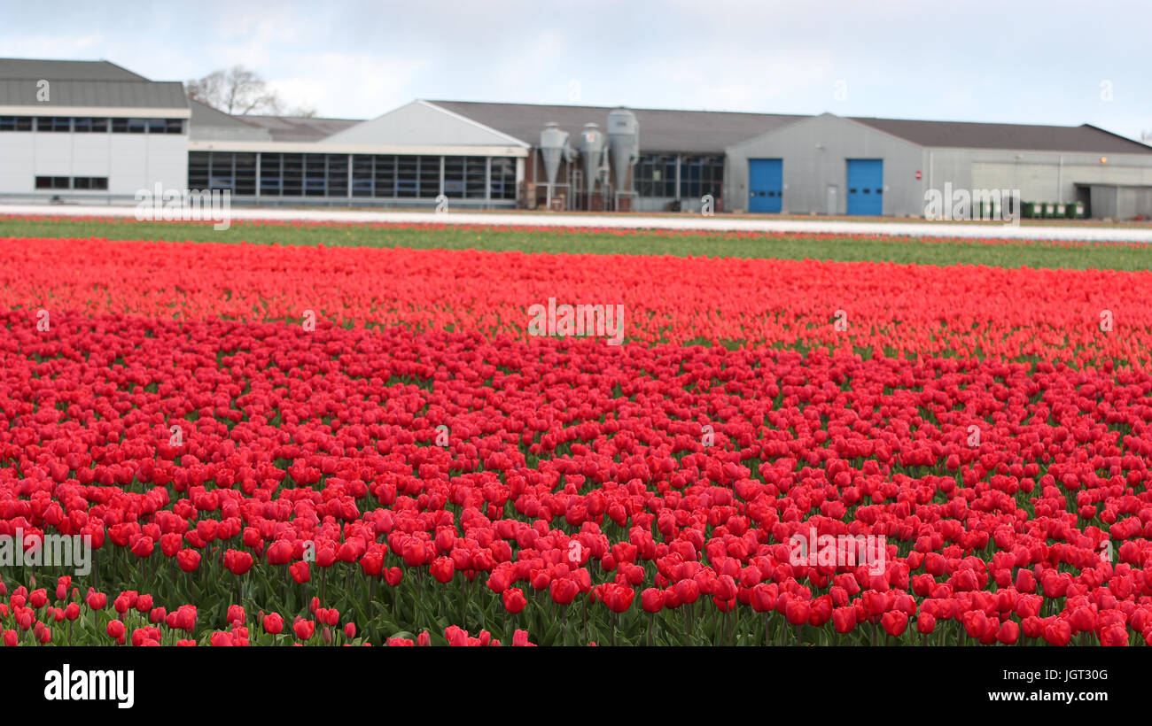 Dutch bulb field of colorful tulips.Tulip farm in Holland. Rows of red ...