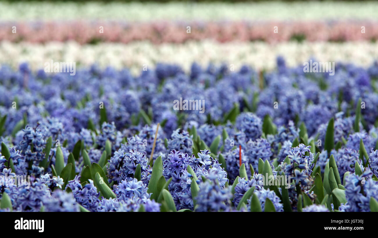 Beautiful hyacinth flower fields in Netherlands. Vibrant floral ...