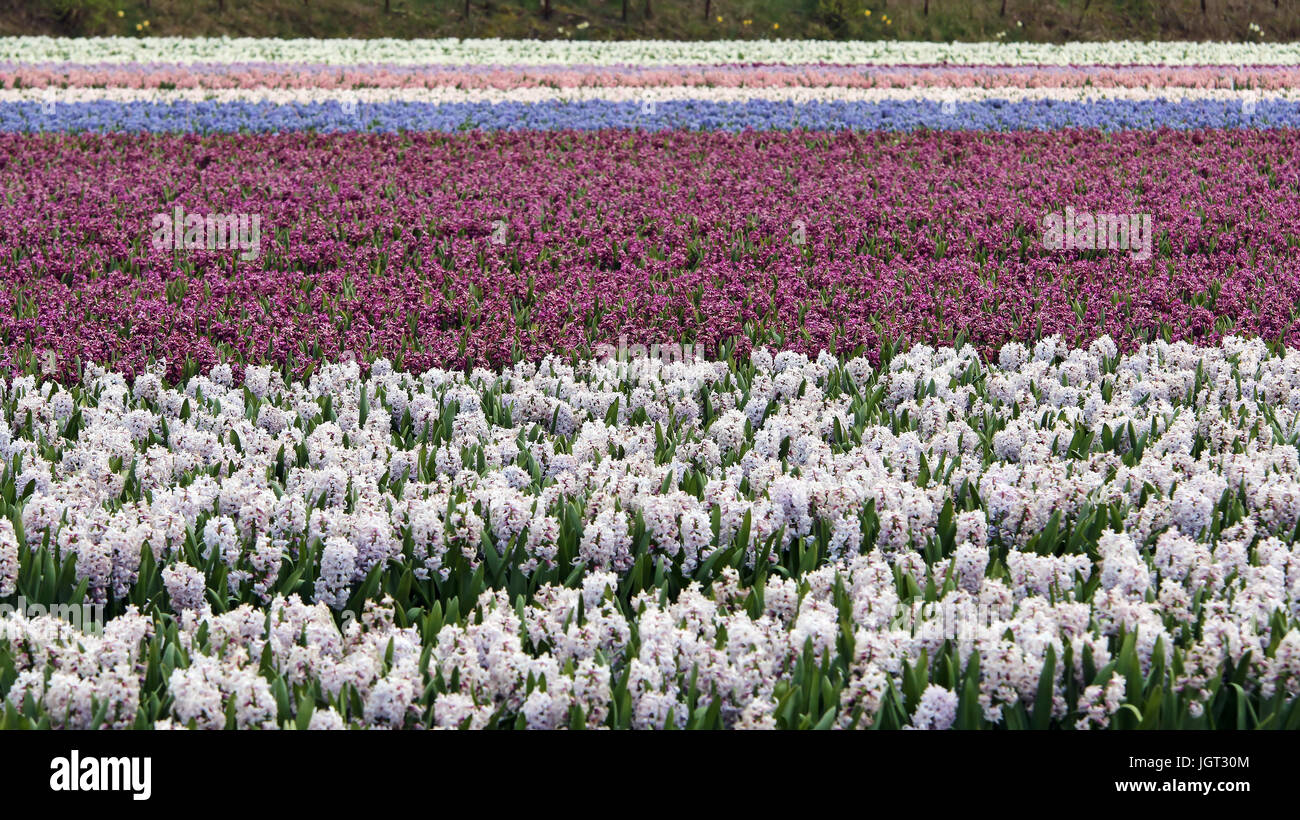 Fields of Blooming Hyacinth Flowers. Agricultural field of Hyacinth ...