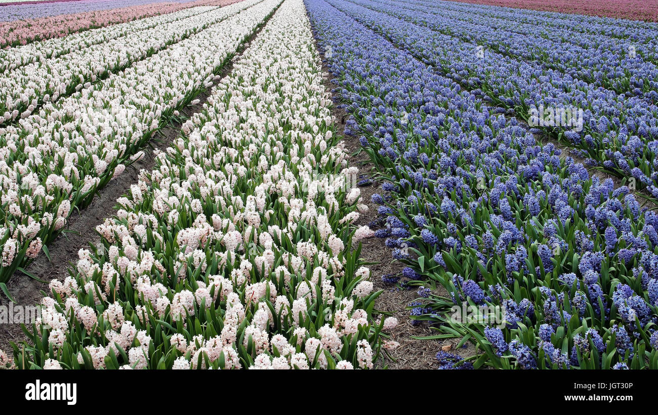 Spring flowers, Netherlands (Holland). Fields of Blooming Hyacinth ...