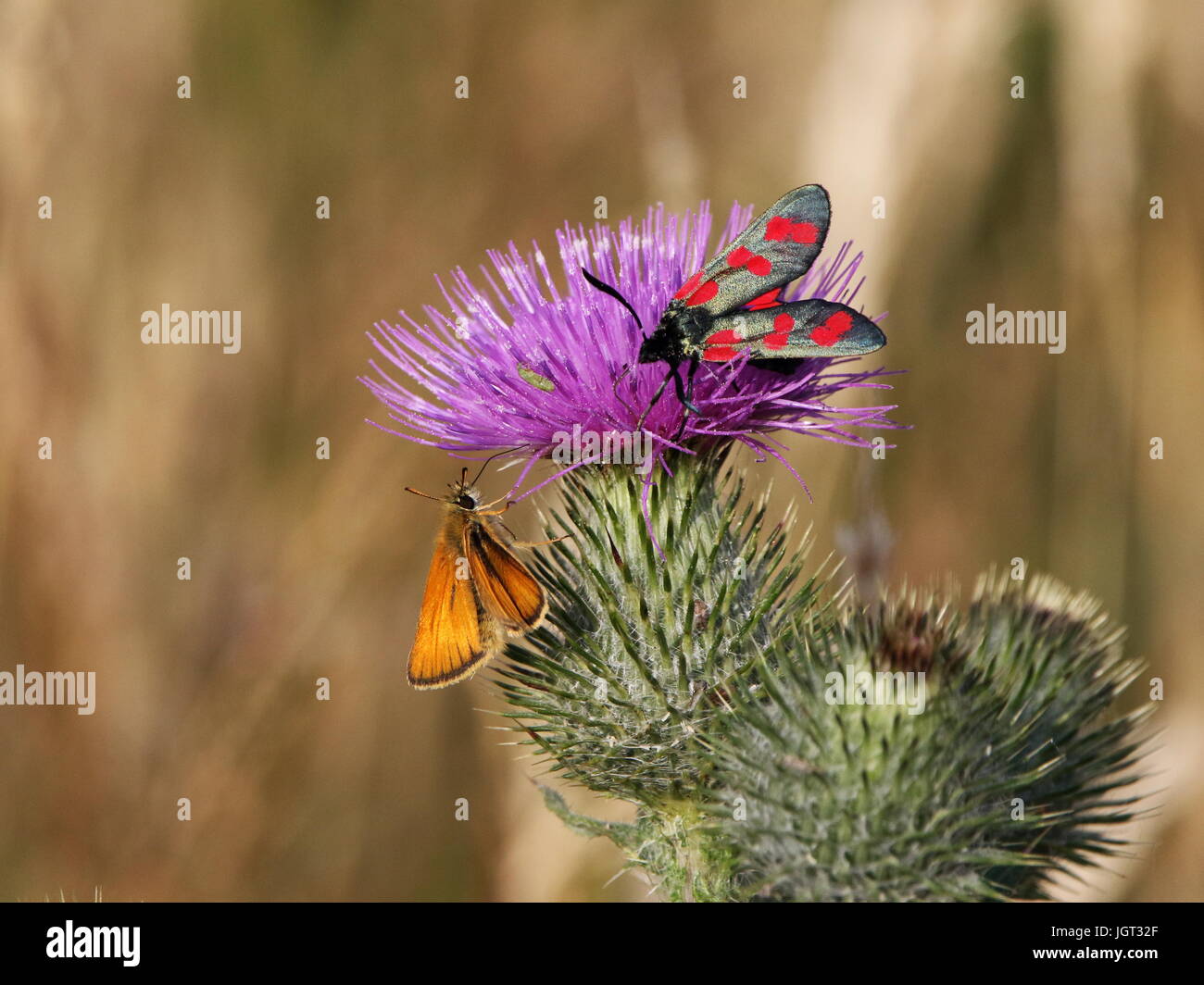 Insects On Thistle High Resolution Stock Photography and Images - Alamy