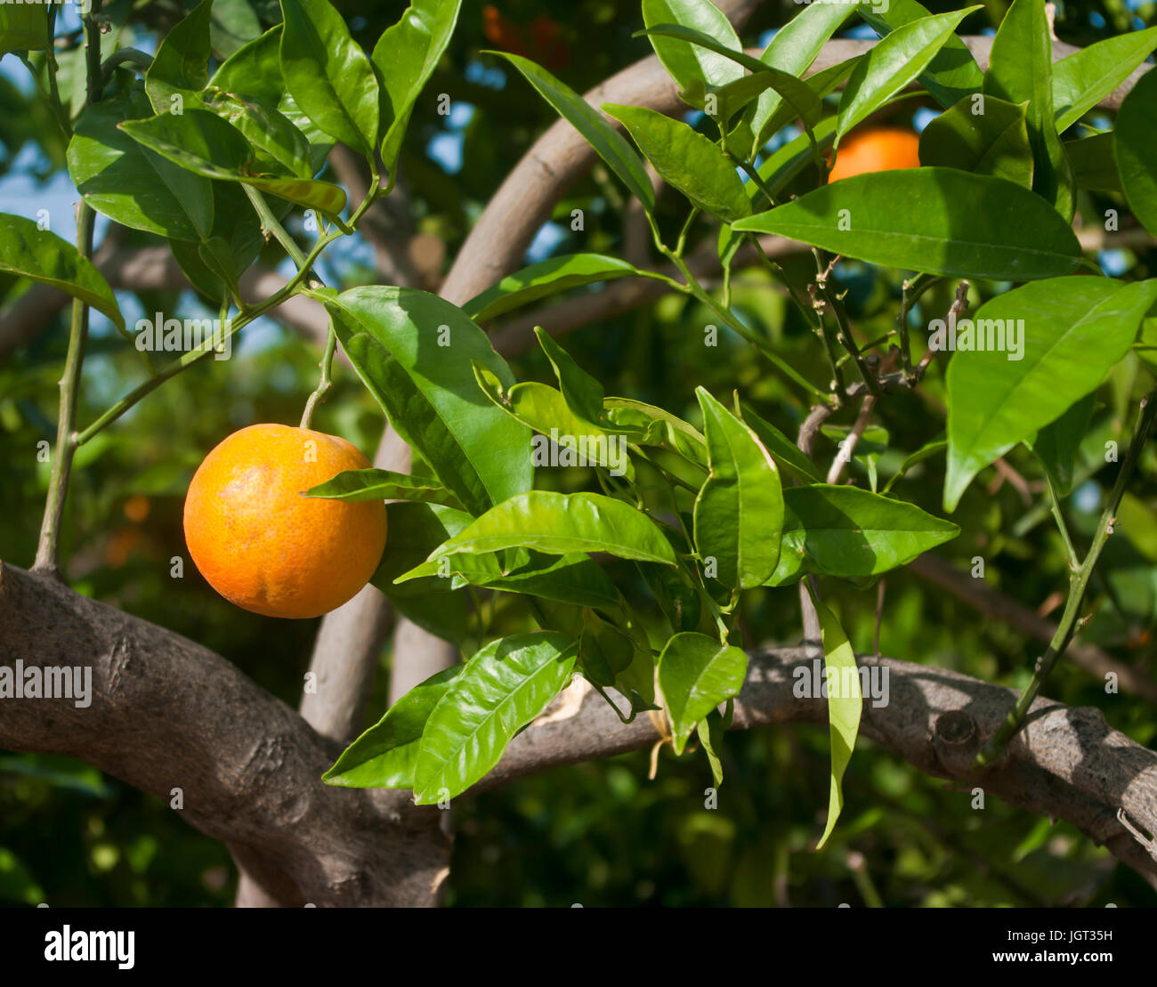 Orange plantation hi-res stock photography and images - Alamy