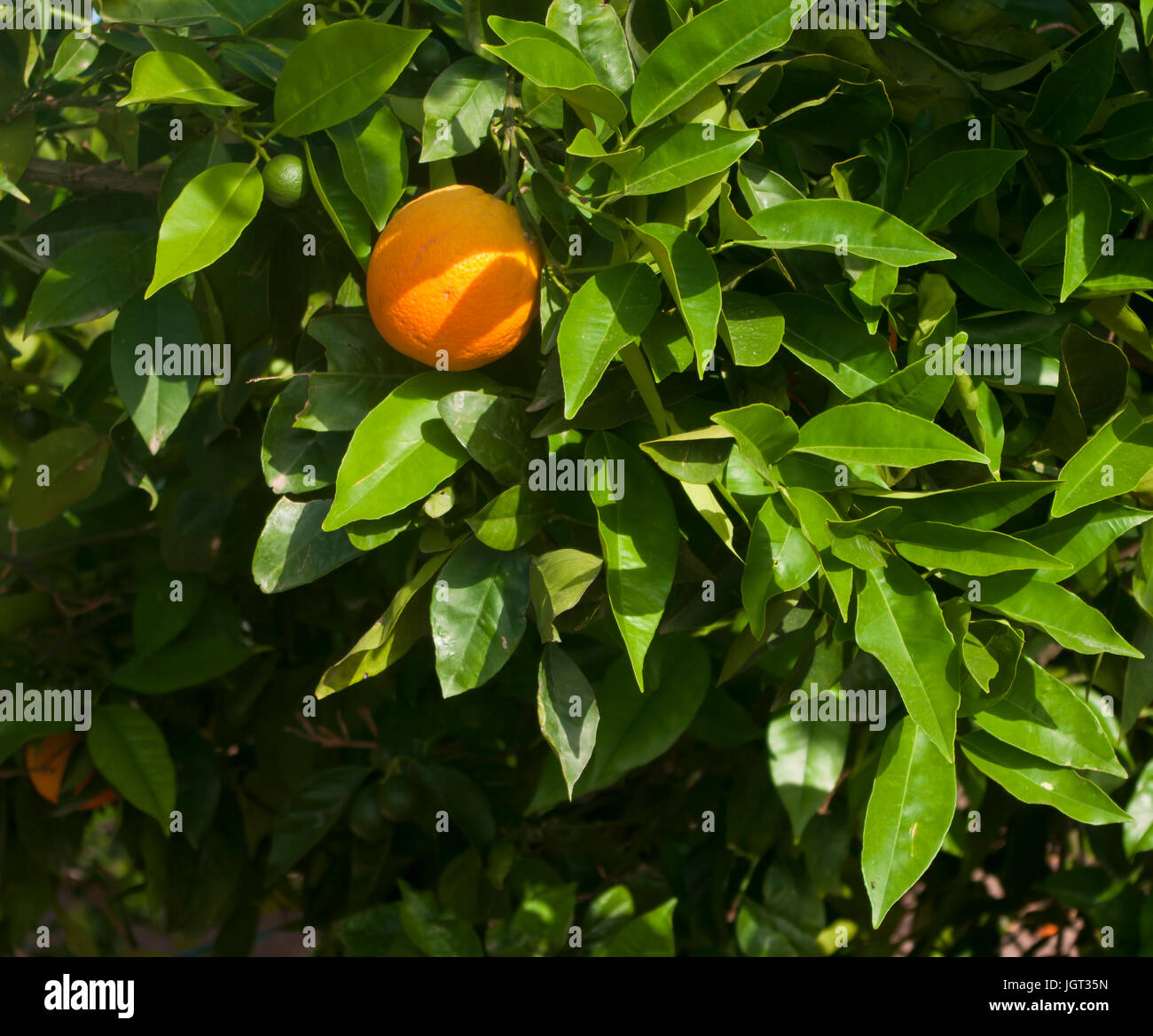 Orange plantation hi-res stock photography and images - Alamy