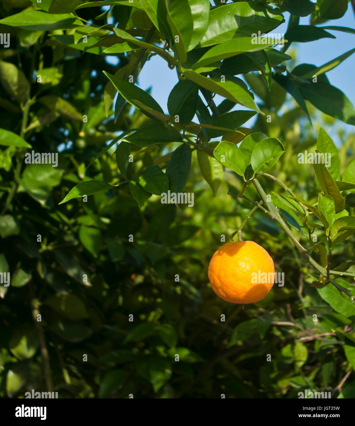 Orange plantation hi-res stock photography and images - Alamy